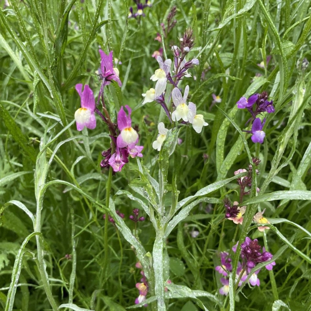 Shorefields School - The First Shorefields SUPERBLOOMS are out.